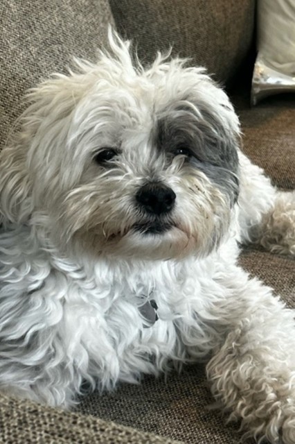 Posh Show - Poshmark